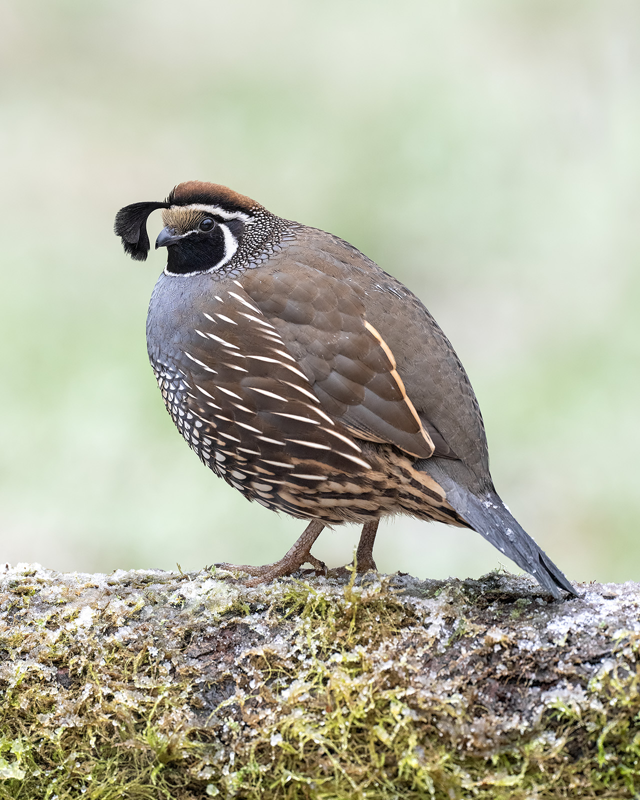 California Quail | Victoria, British Columbia | Jake Levin Photography