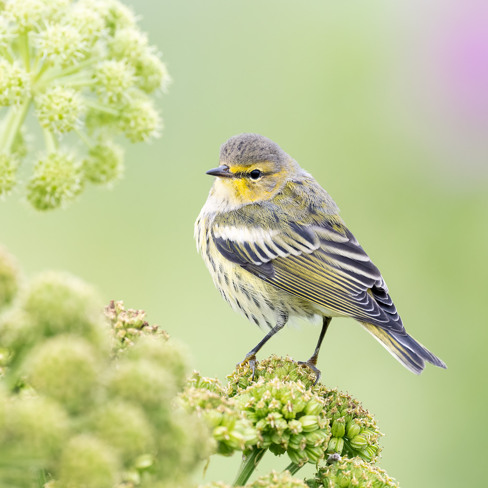Cape May Warbler | Minganie, Québec | Jake Levin Photography