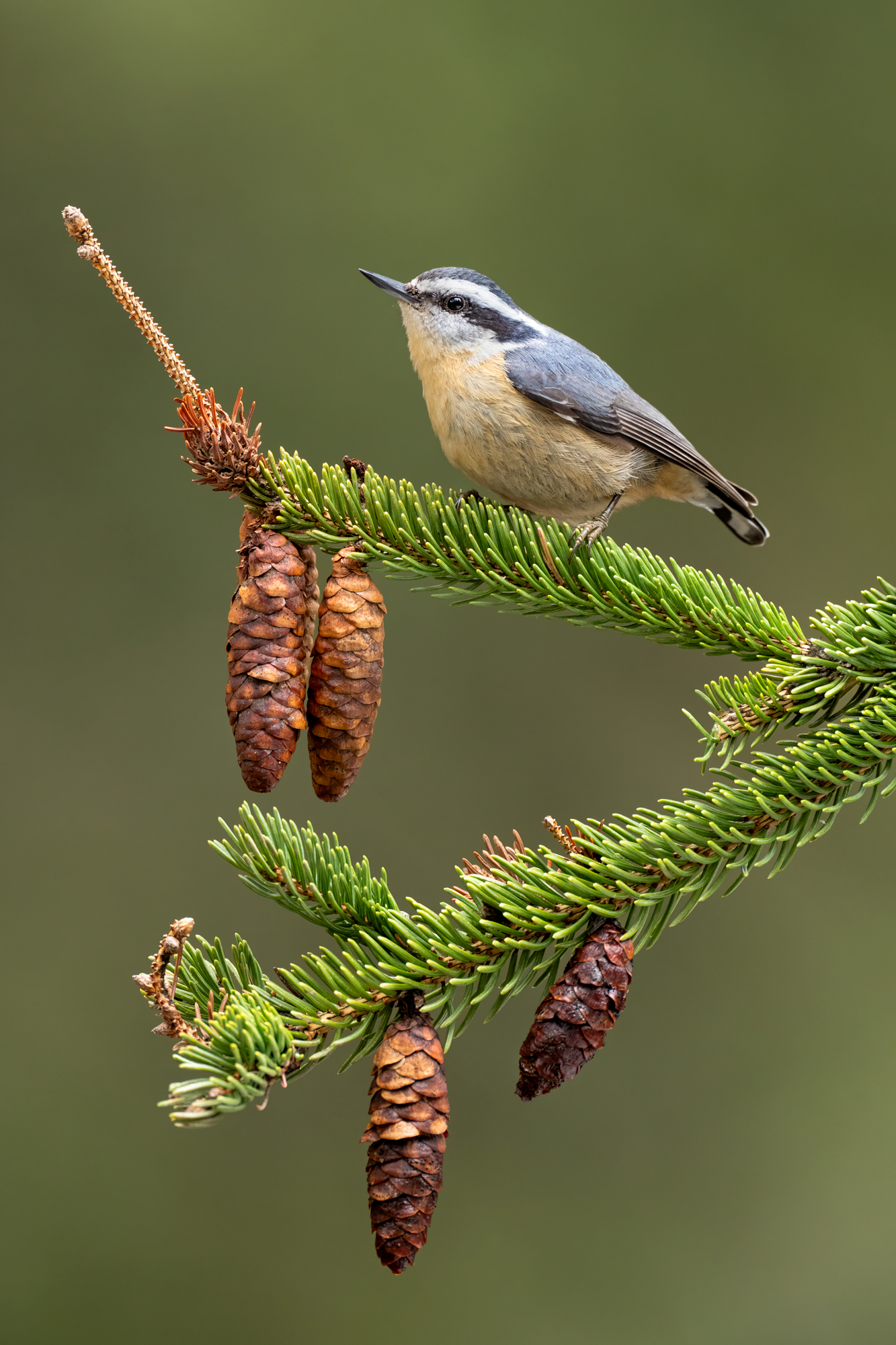 Red-breasted Nuthatch | Moncton, New Brunswick | Jake Levin Photography